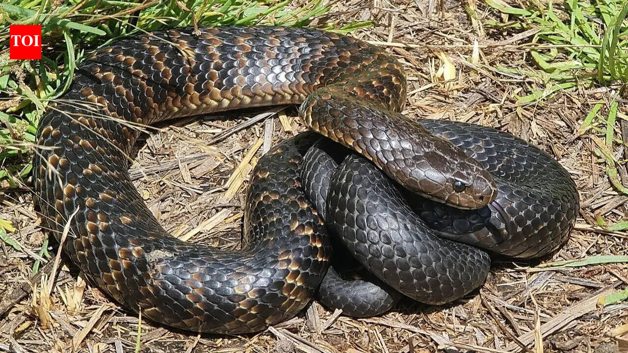 Tiger snake: The venomous Australian reptile that thrives in diverse ...