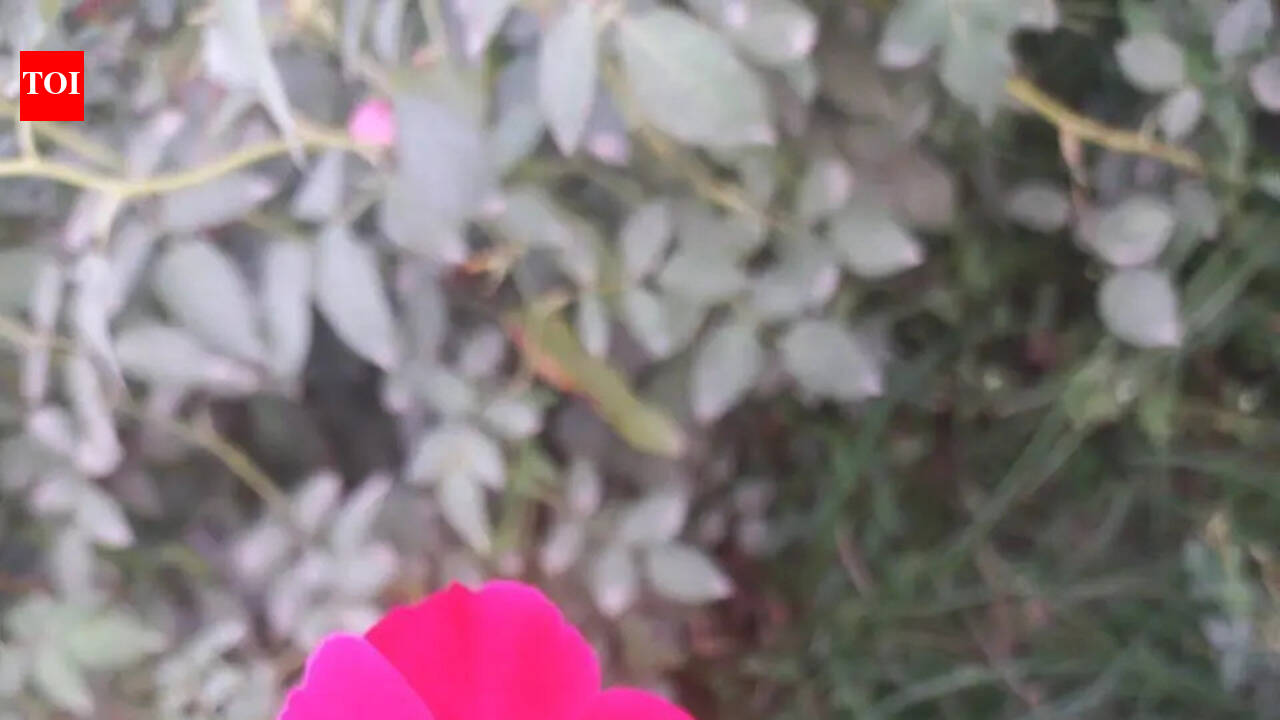 Prayagraj roses fading in extreme hot conditions | Prayagraj News - The ...
