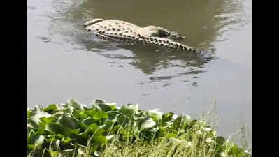 Crocodile found dead in Vishwamitri | Vadodara News - The Times of India