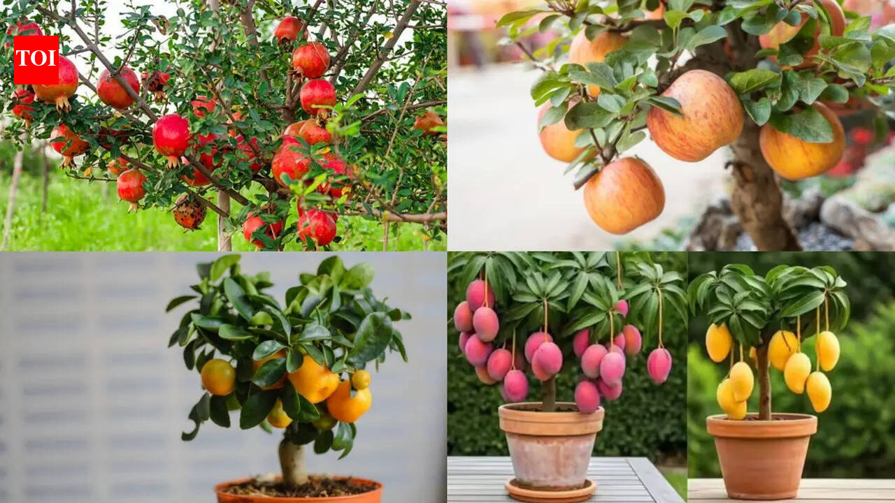 From Lemon to Mango: 7 Fruit trees that grow well in containers
