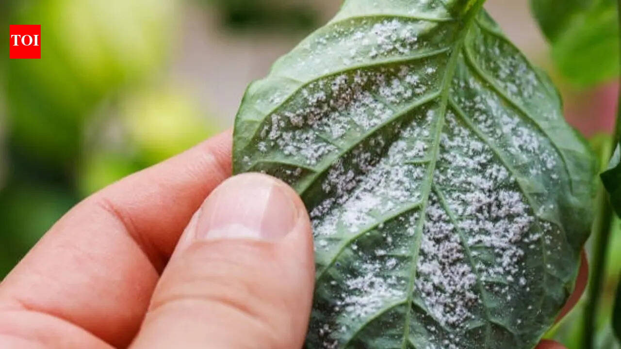 Mealybugs: Home remedies to remove Mealybugs from plants: 6 Simple ways ...