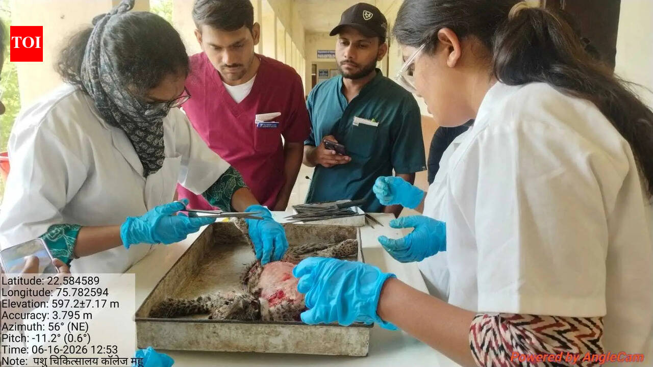 Leopard cub dies of Canine Distemper Virus | Indore News - The Times of ...