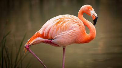 Flamingos can sleep, rest and balance on one leg for hours; here's how ...