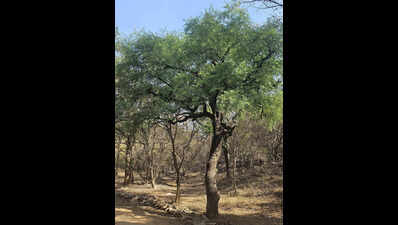 Rs 500/tree: Reward for Haryana farmers to protect native species ...