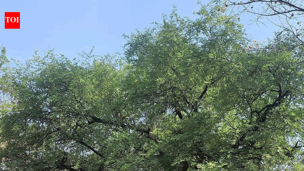 Rs 500/tree: Reward for Haryana farmers to protect native species ...