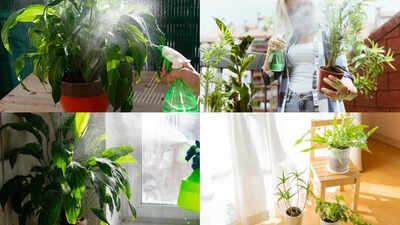 Indoor Plants Summer Care: How to keep indoor plants healthy in summer ...