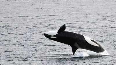 Whales are showing up in Vancouver waters more often, but the reason is ...