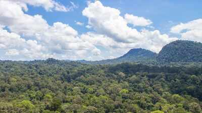 New ‘hyperparasite’ fungus has been found in Malaysia's Borneo ...