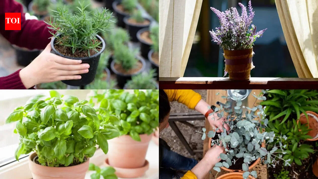 6 Plants that can help keep spiders out of your home naturally