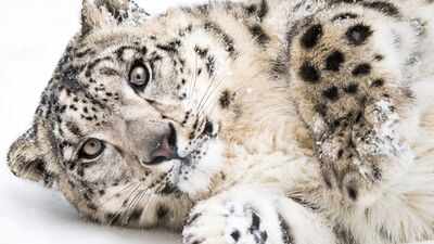 This ferocious animal is also known as the ghost of the Himalayas ...