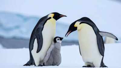 The ultimate race of survival: How Penguins raise chicks in -40 degrees ...