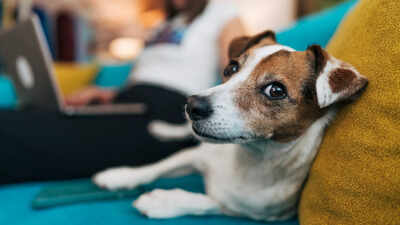 Leaving your pet home alone? 3 things you must do to keep your dog calm ...