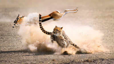 Portuguese proverb of the day: 'One day belongs to the prey, another to ...