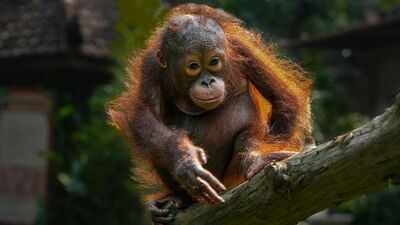 Early primates may have evolved in cold North America not tropical ...