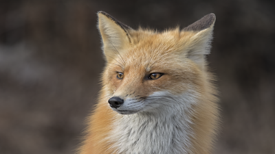Australian researcher Ligia Pizzatto is teaching foxes to vomit on ...