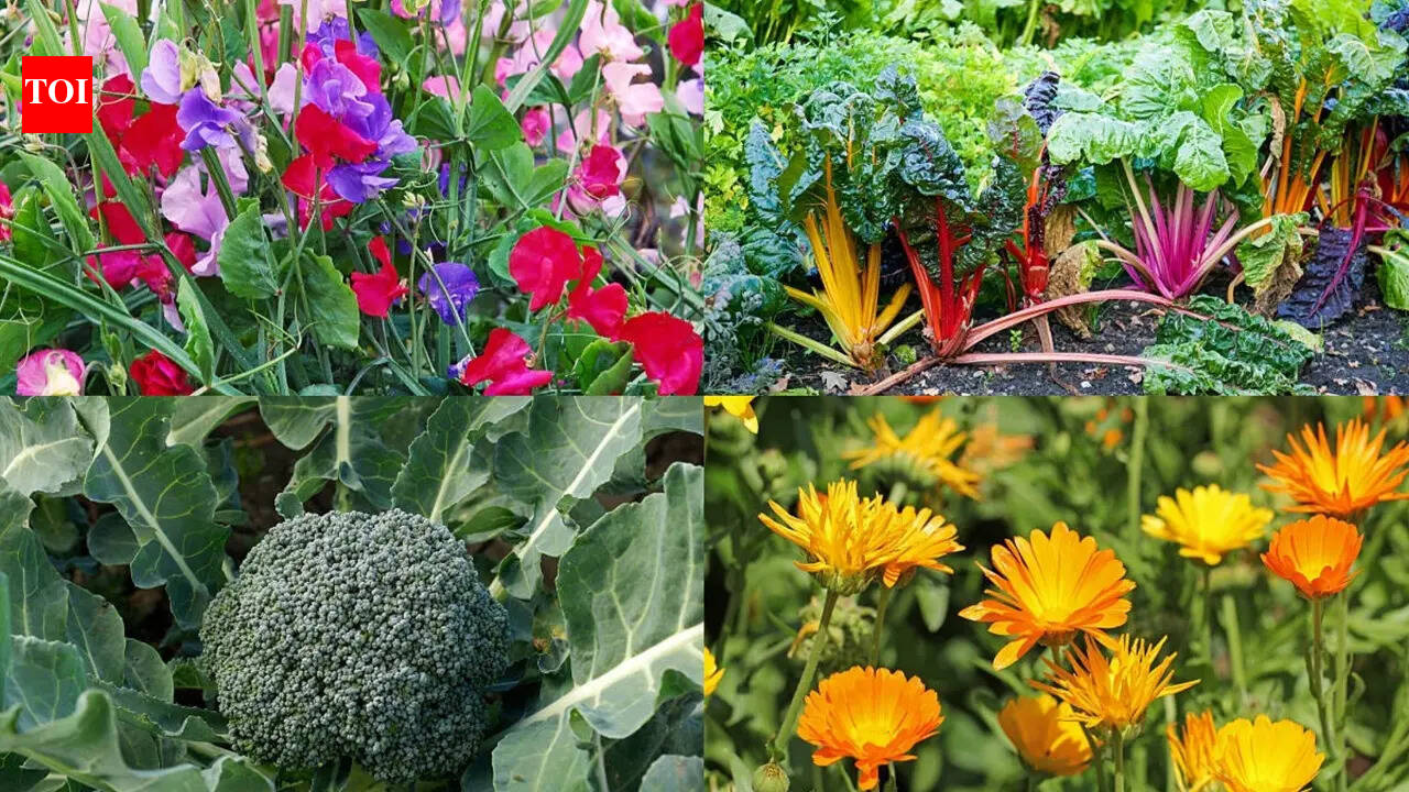 10 Plants to grow in July in Australia: Vegetables, herbs and flowers ...