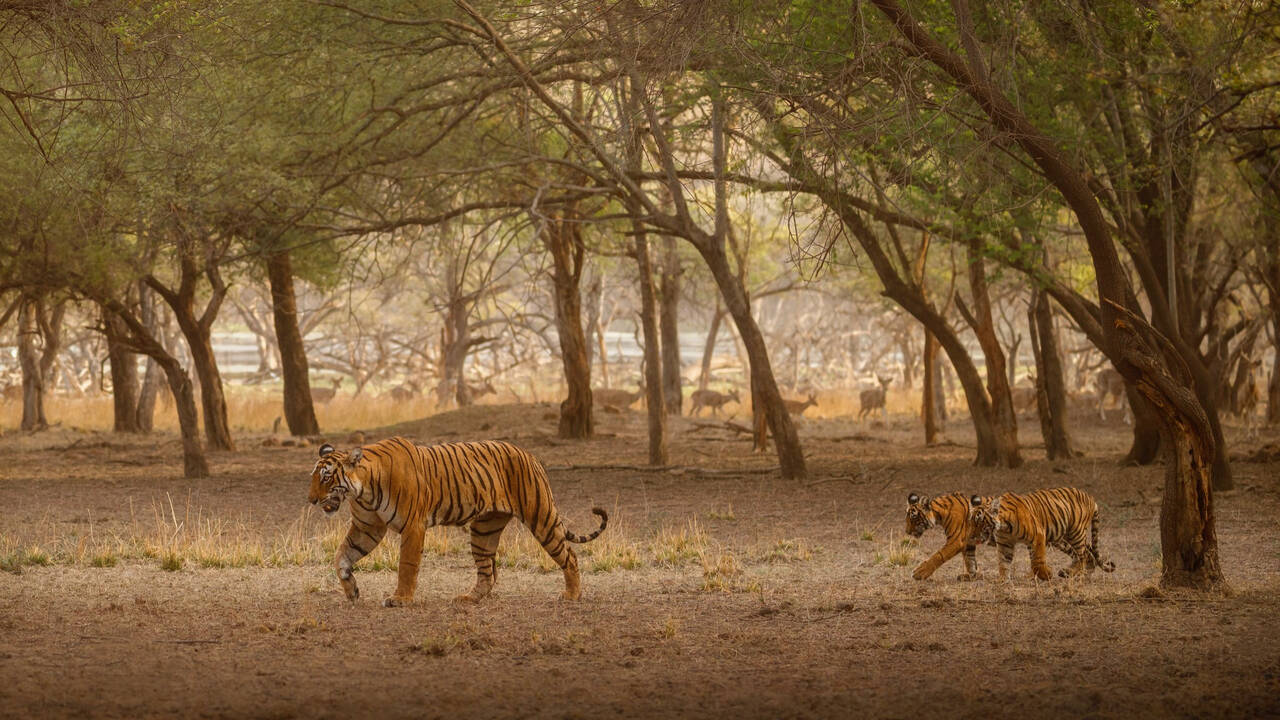 National Parks In India: Which State Tops The List?