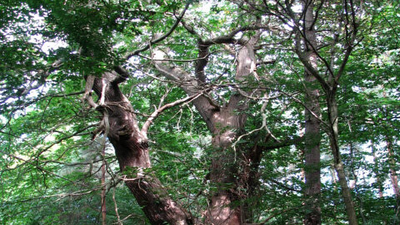 In 1904, chestnut blight was first reported at a New York zoo: By 1950 ...