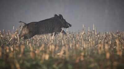 ild pigs were brought to North America in the 1500s: 2026 finds forests ...