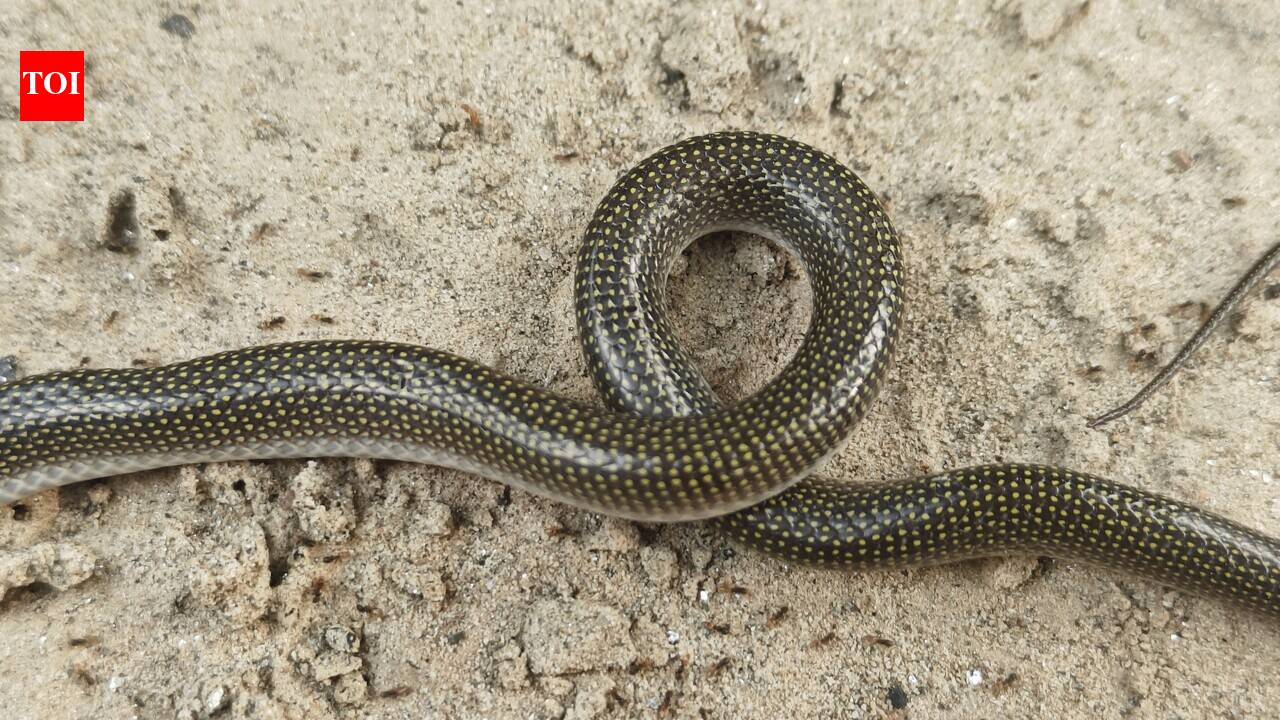 DTR records UP’s 1st photographic evidence of twin-spotted wolf snake ...