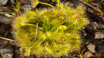 Using gravity to kill: Scientists found an Australian carnivorous ...