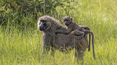 Family Bonds Enhance Longevity in Female Baboons, Study Reveals | - The ...