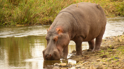 Did hippos evolve their own sunscreen: The surprising science behind ...