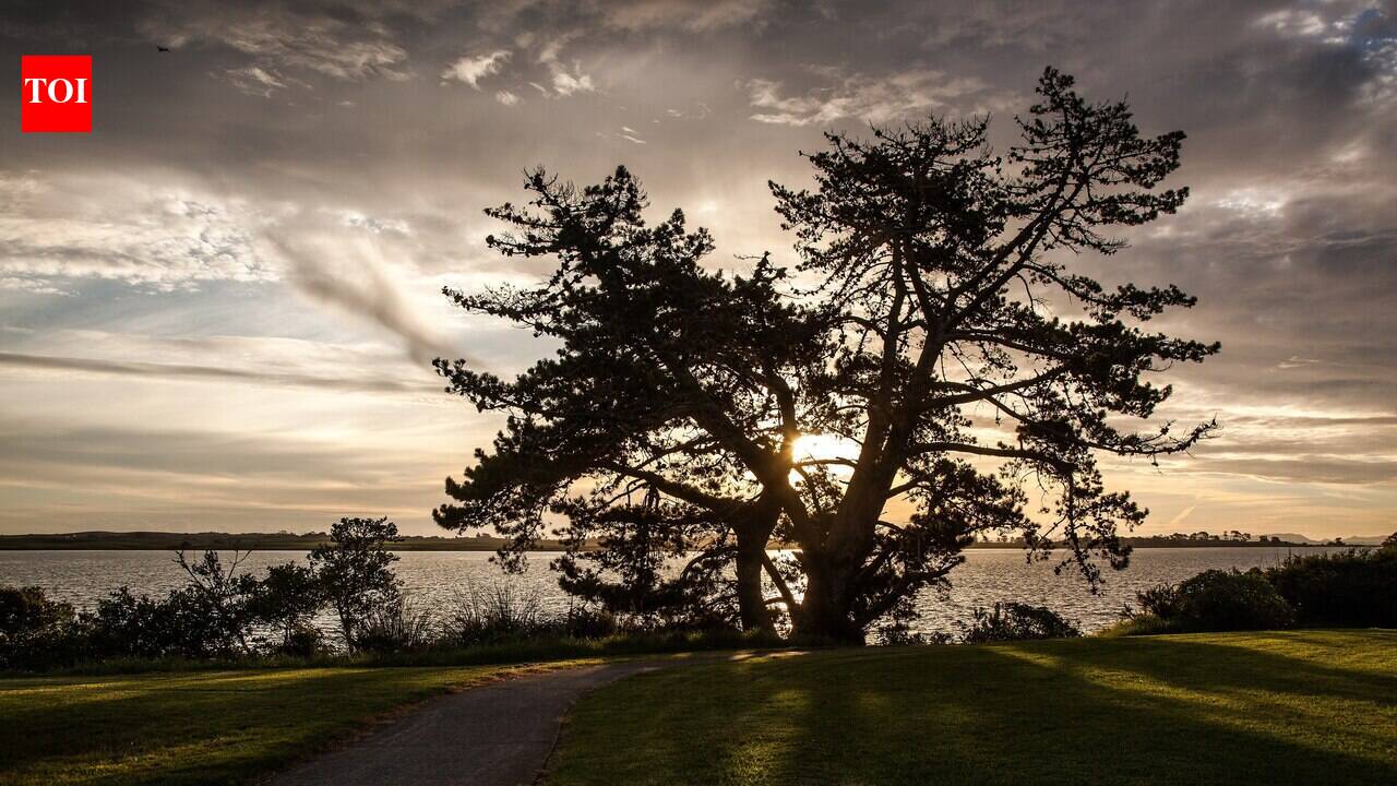 New Zealand in the 1850s planted millions of Monterey pines for timber ...