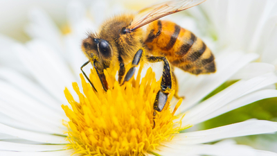How do bees share directions: The fascinating science behind the ...