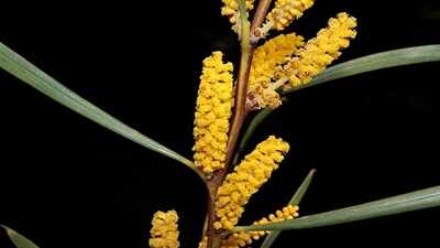South Africa in the late 1800s planted millions of Australian acacias ...