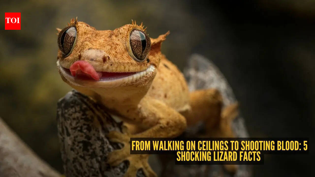 From walking on ceilings to shooting blood: 5 shocking lizard facts