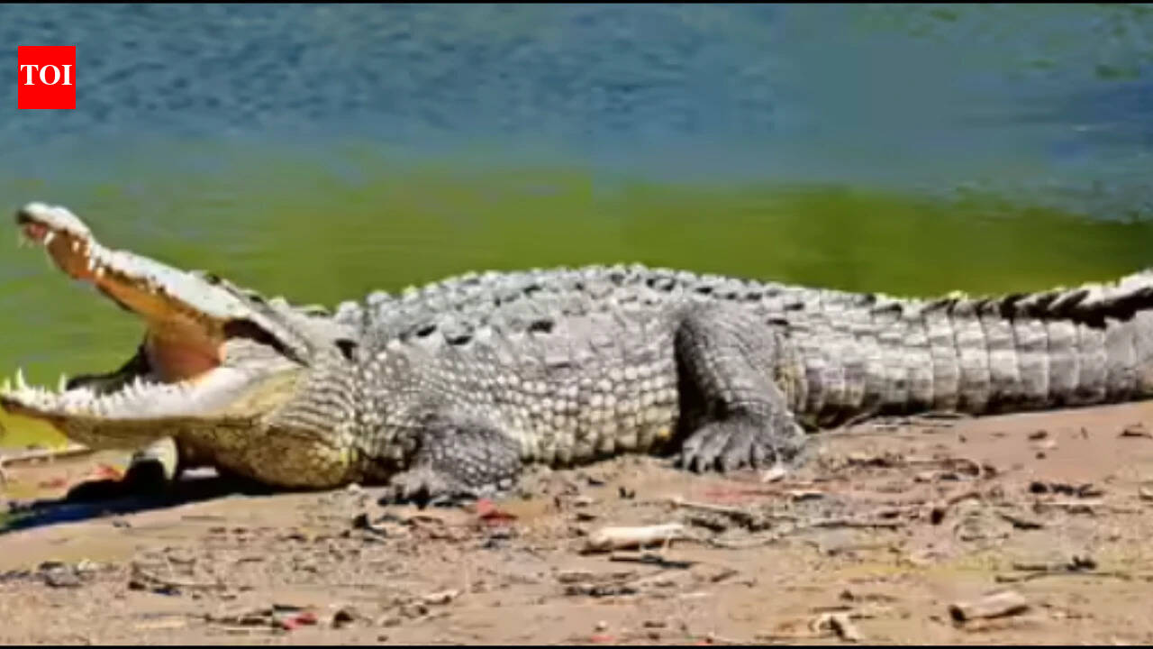 Woman returning from wedding killed in crocodile attack in UP, body ...