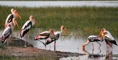 Goa zoo to have aviaries for wetland, terrestrial birds - Times of India