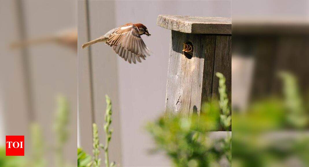 Sparrows disappearing from Assam - Times of India