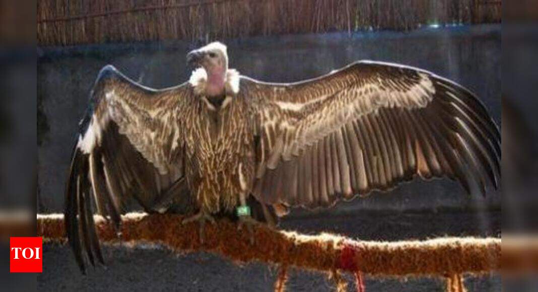 Vulture numbers go up in Girnar hills - Times of India