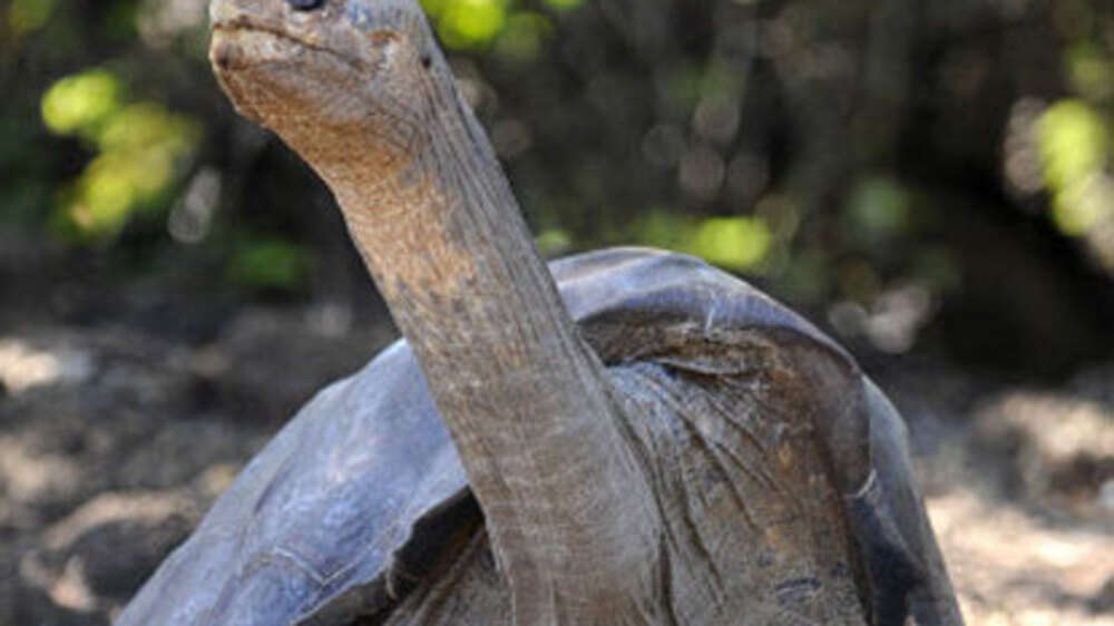 Lonesome George dies | The Times of India