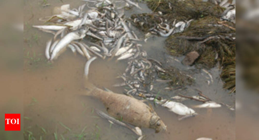 Godavari River: 'Thousands of dead fish found floating in Godavari ...