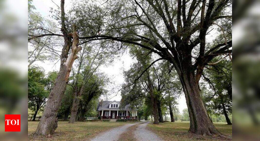 Pune Municipal Corporation to complete tree census by December - Times ...