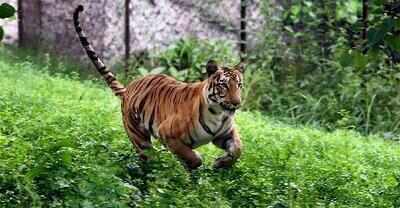 Weak hind legs of Sunderbans tiger worry zoo officials - Times of India
