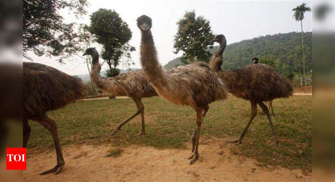 300 emus die of starvation in Tamil Nadu | Coimbatore News - Times of India