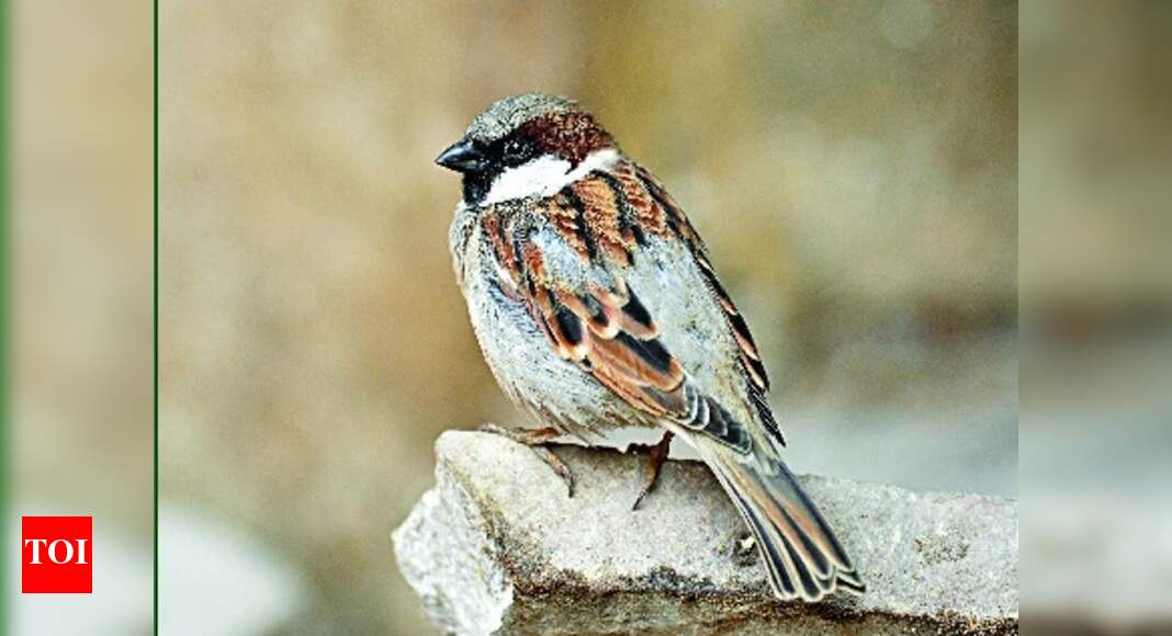 Delhi adopts humble sparrow as its state bird - Times of India