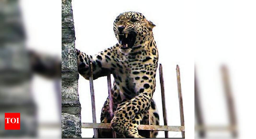 Leopard stuck on iron rod rescued - Times of India