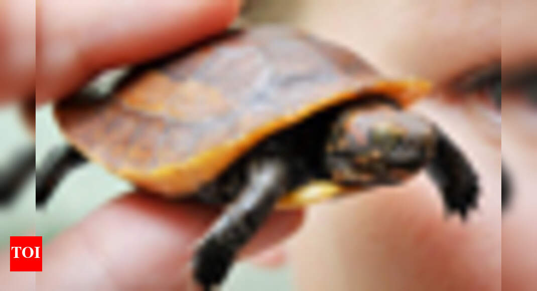 Rare Vietnamese box turtle born in British zoo - Times of India