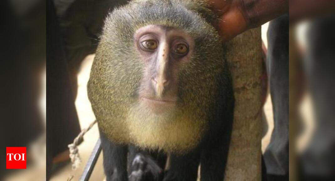 New monkey species discovered in Africa - The Times of India