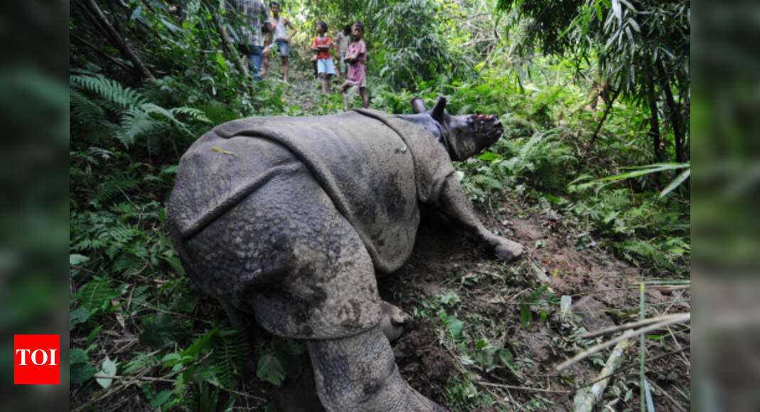 39 rhinos killed in 10 months in Kaziranga National Park - Times of India