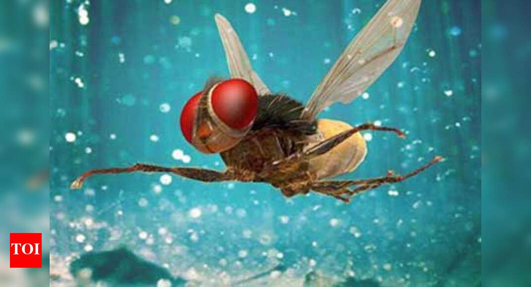 Makkhi sets a new trend | Hindi Movie News - Times of India