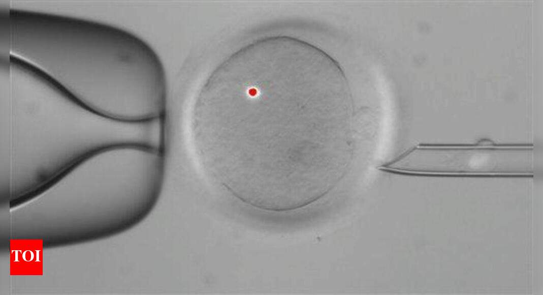 ‘Designer’ Babies: Three-parent embryos signal a new future - Times of ...