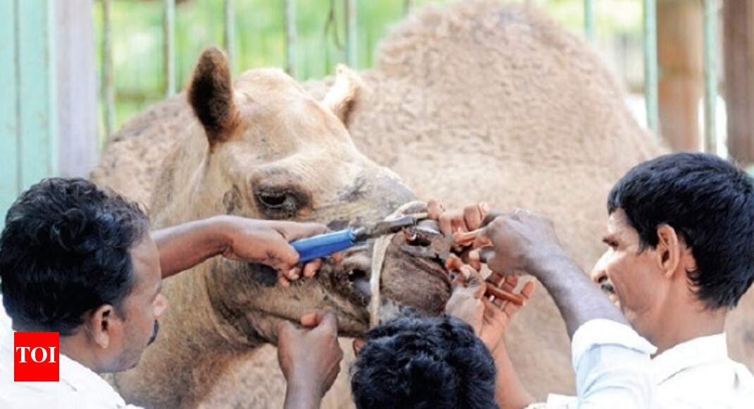 Temple camel tortured: Men drive copper wire through nose | Chennai ...