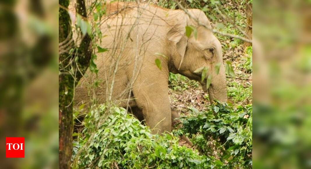 Review projects in forests: Karnataka Elephant Task Force - Times of India