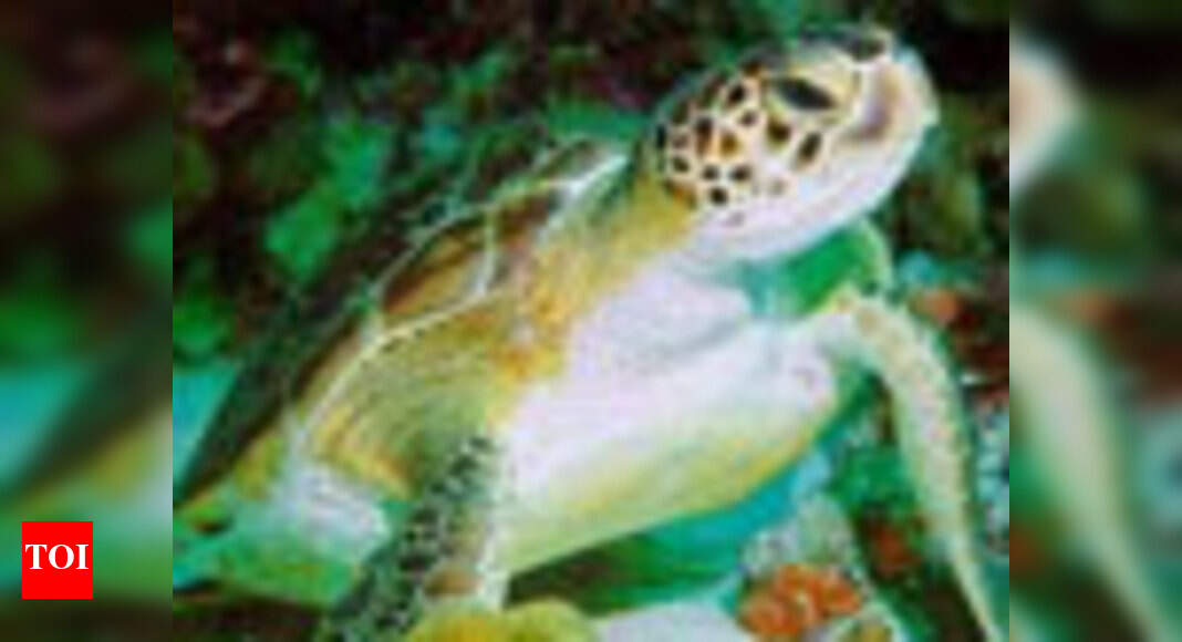 Satellite to track endangered turtle movements - Times of India